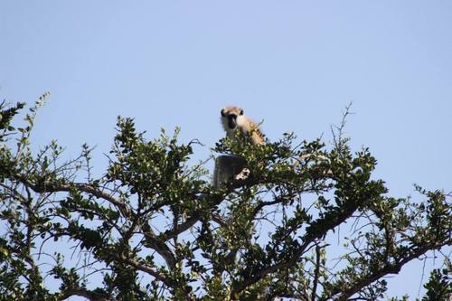 Southern Patas Monkey (Subspecies Erythrocebus patas baumstarki ...