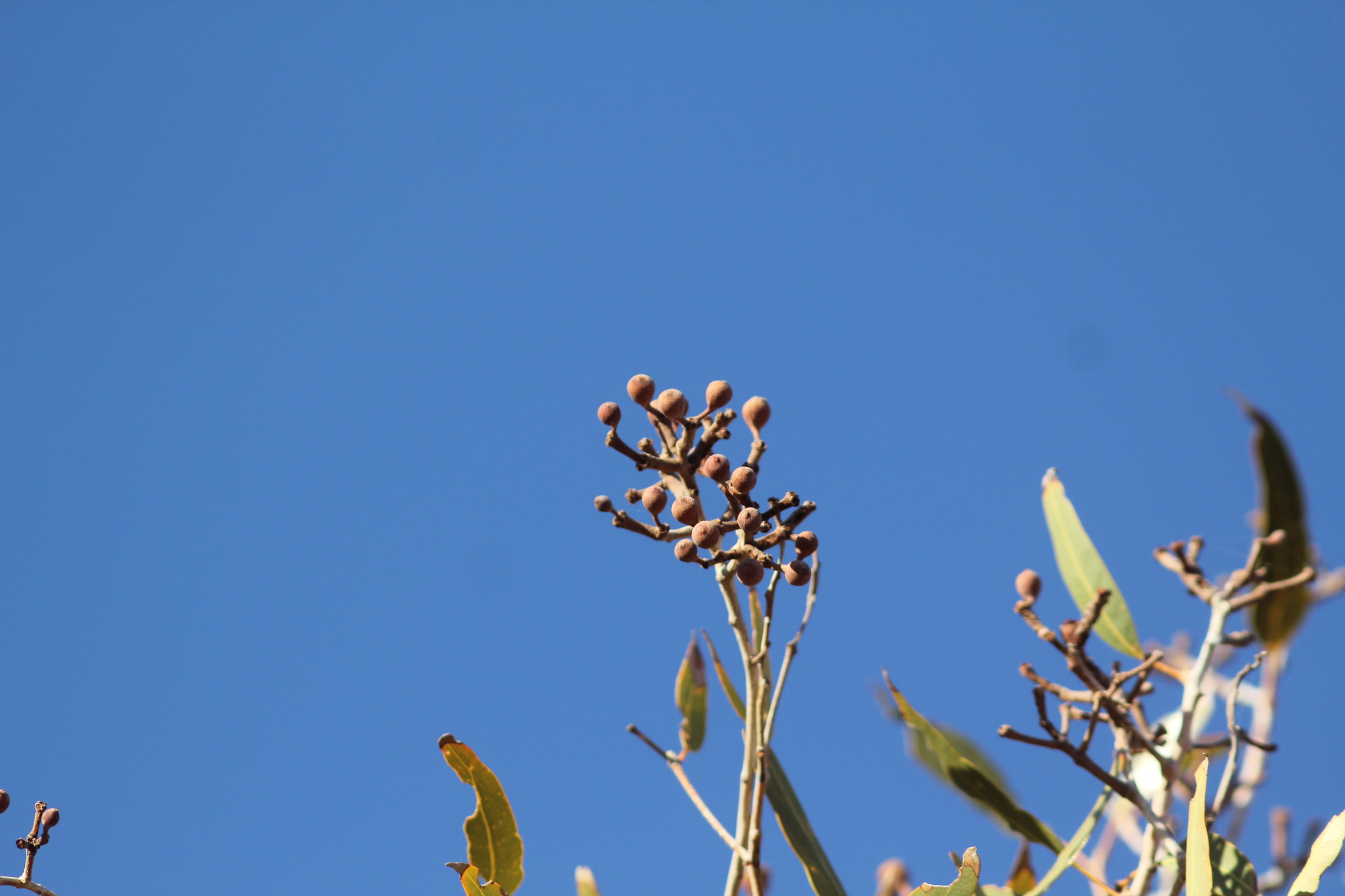 Corymbia terminalis (F.Muell.) K.D.Hill & L.A.S.Johnson