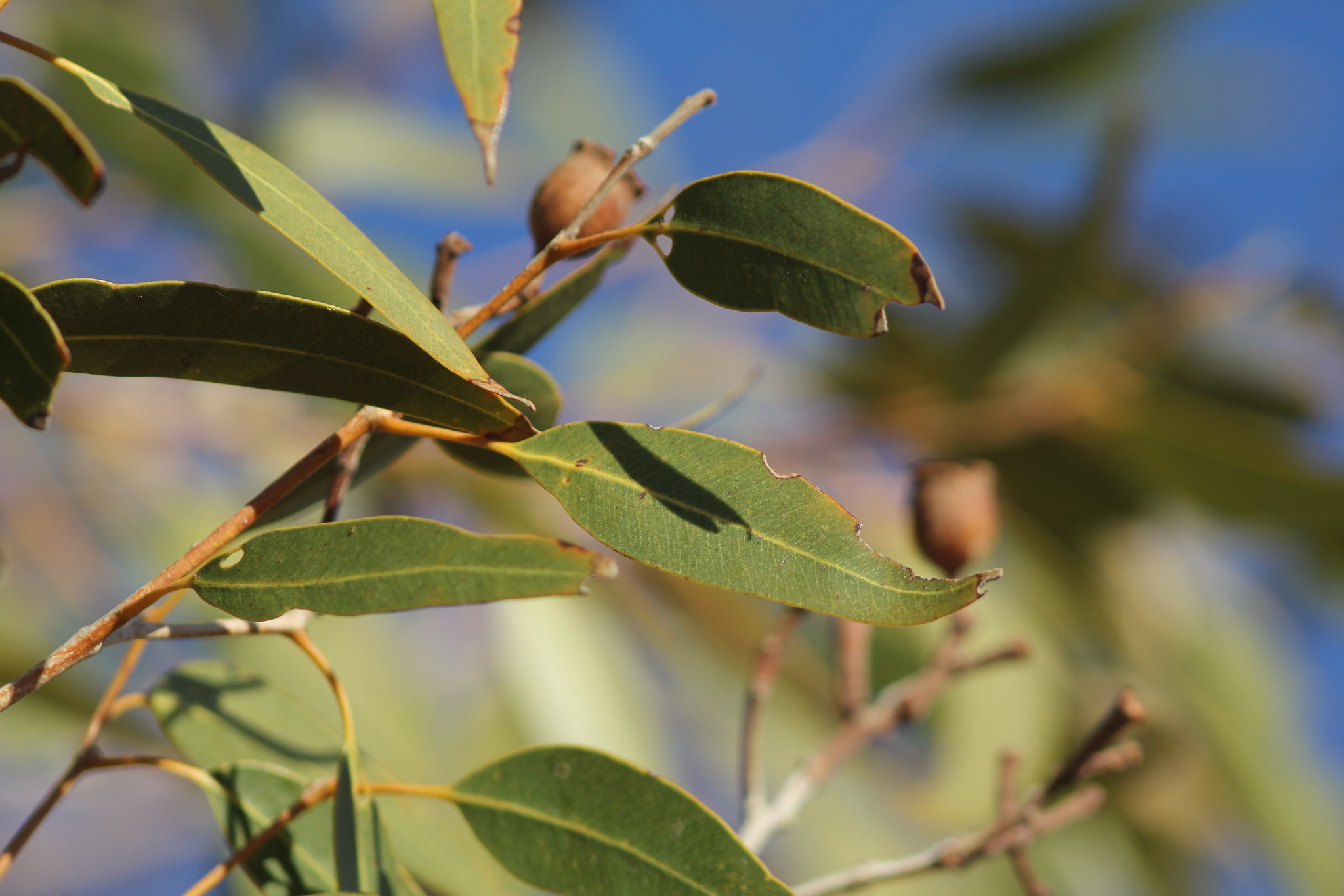Corymbia terminalis (F.Muell.) K.D.Hill & L.A.S.Johnson