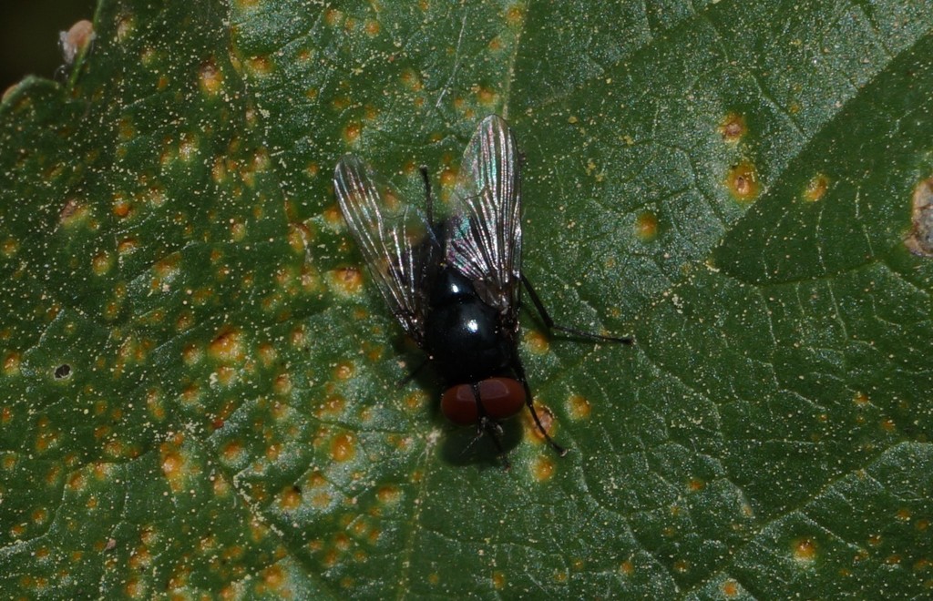 Black Dump Flies from Σαλαμίνα, Ελλάδα on September 25, 2013 at 06:09 ...