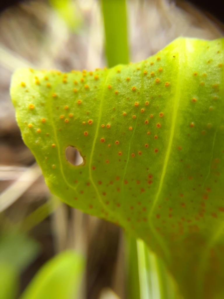 Jack-in-the-Pulpit Rust from Coldbrook, NS B4R 1A4, Canada on June 04 ...