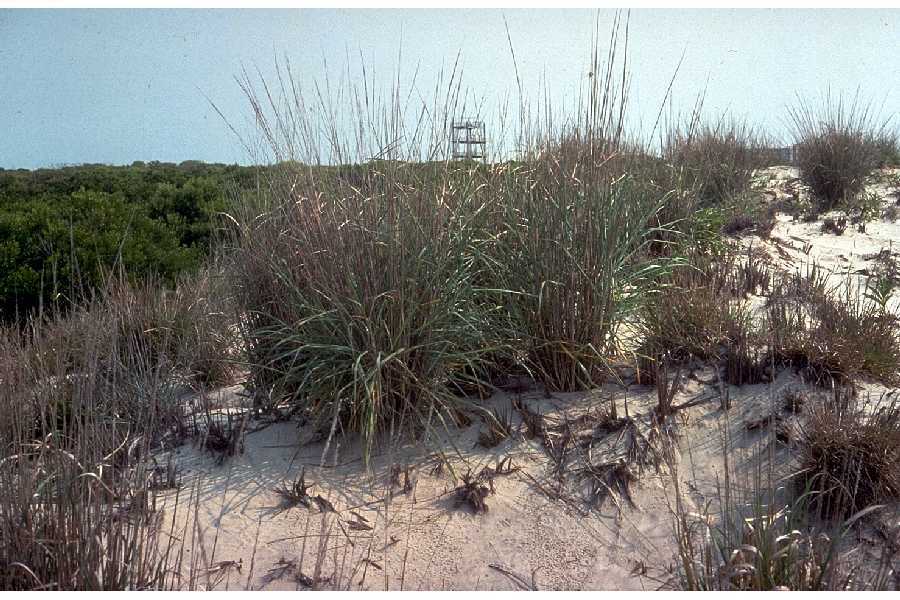 Bitter Panicgrass (MatBio: GRASSES, SEDGES & RUSHES - Matanzas ...
