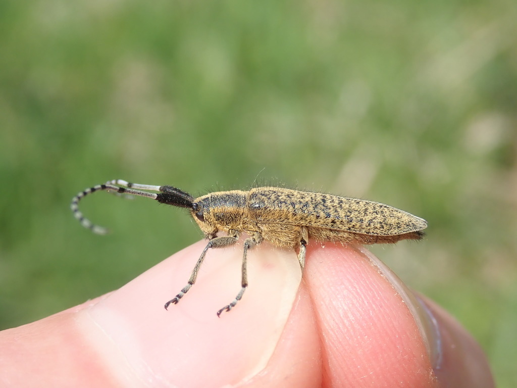 Golden-bloomed Longhorn from Hainaut, Wallonie, Belgium on June 09 ...