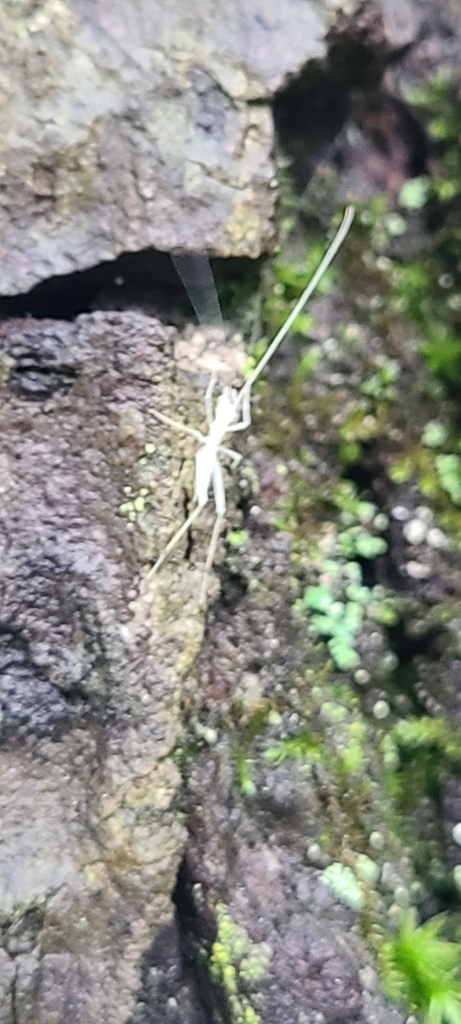 Common Tree Crickets from Montclair, NJ 07042, USA on June 10, 2021 at ...