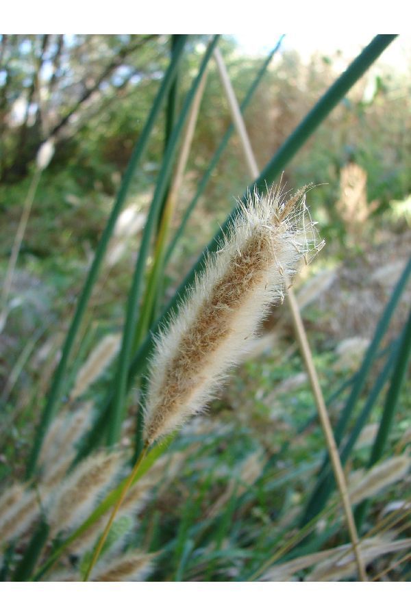 annual beard grass (Flora of the Jenner Headlands Preserve: Monocots ...