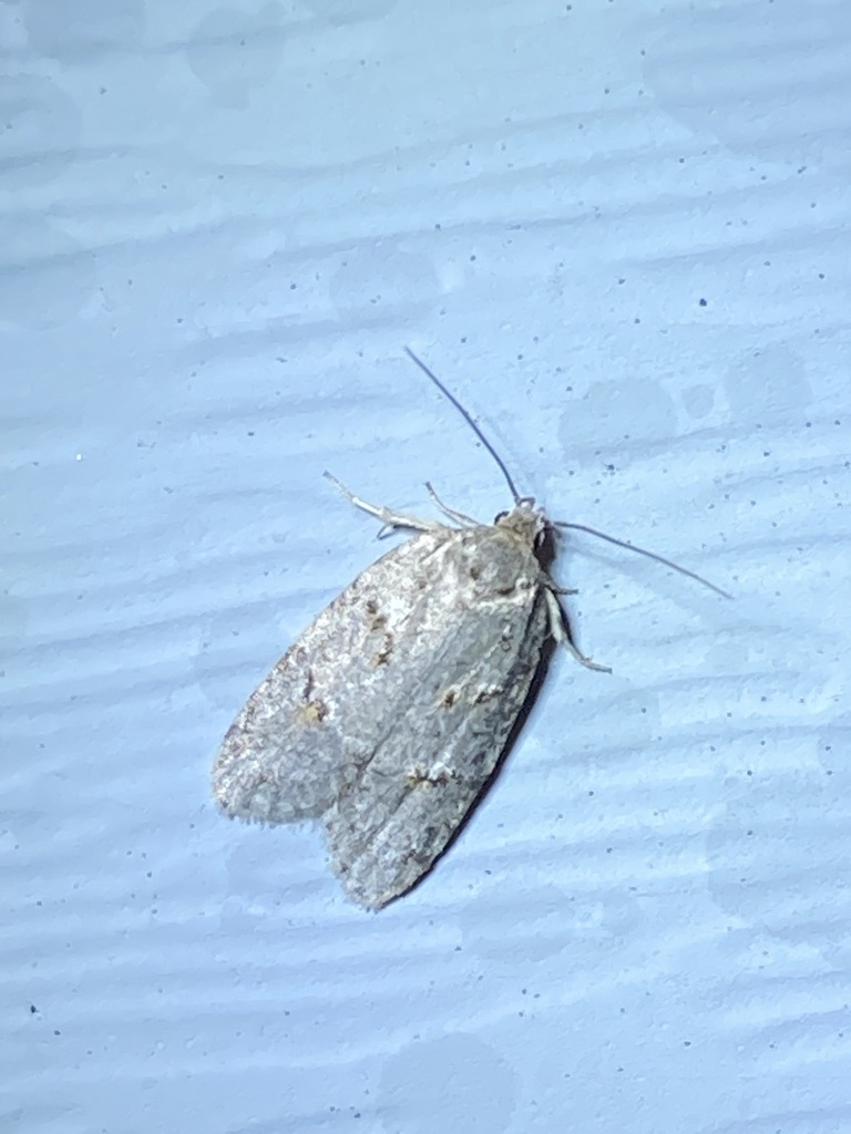 Bog Bibarrambla Moth from Andover, MN 55304, USA on June 09, 2021 at 11 ...