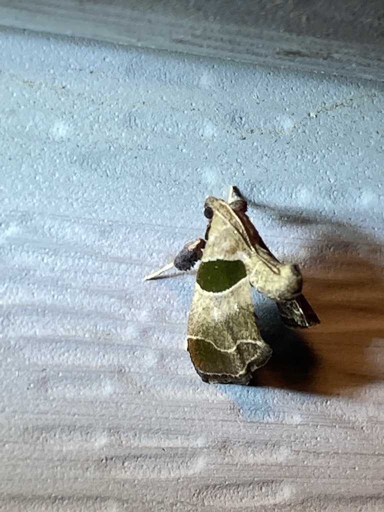 Dimorphic Tosale Moth from Andover, MN 55304, USA on June 09, 2021 at ...