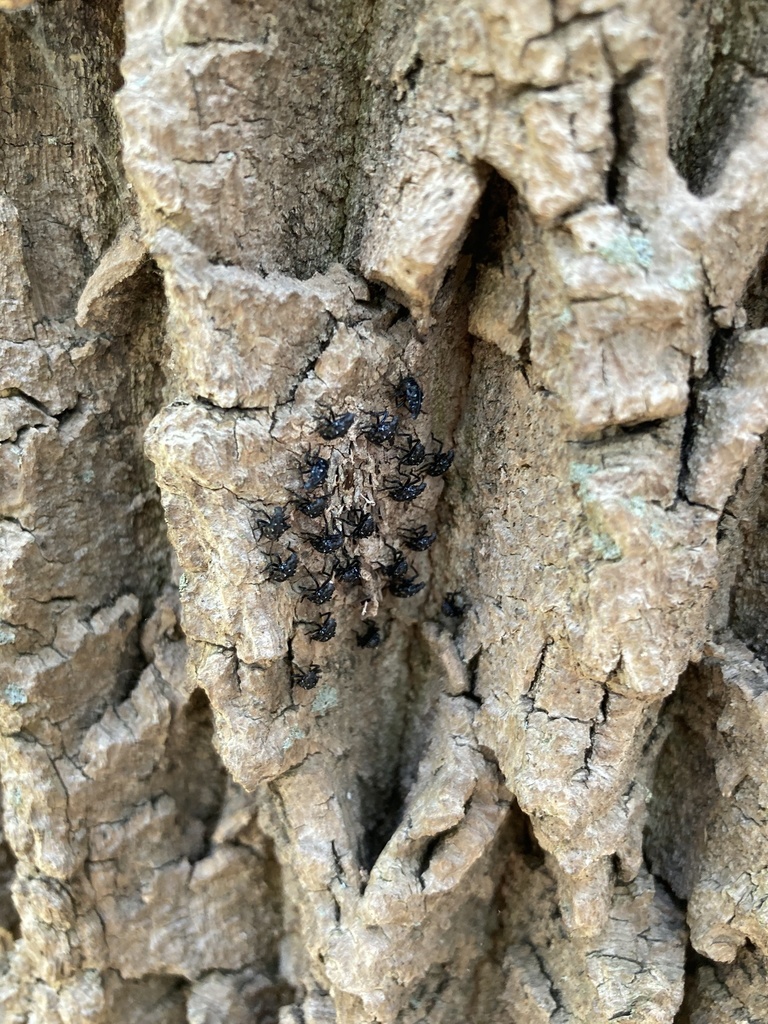 Spotted Lanternfly from Staten Island, New York, NY, US on May 19, 2021 ...