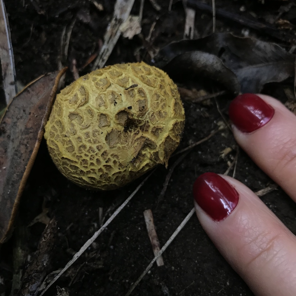 Scleroderma flavidum macrosporum from Waitakere Ranges Regional ...