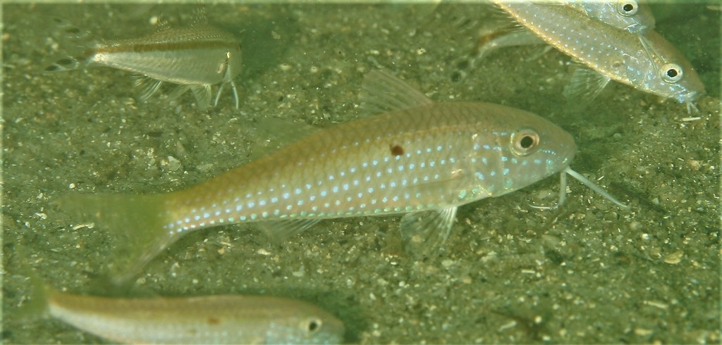 Cinnabar goatfish (Fishes of Cabbage Tree Bay Aquatic Reserve, Sydney ...