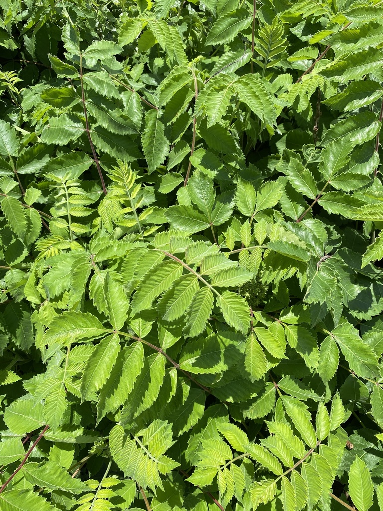 Michaux's sumac in June 2021 by granttdoolittle · iNaturalist