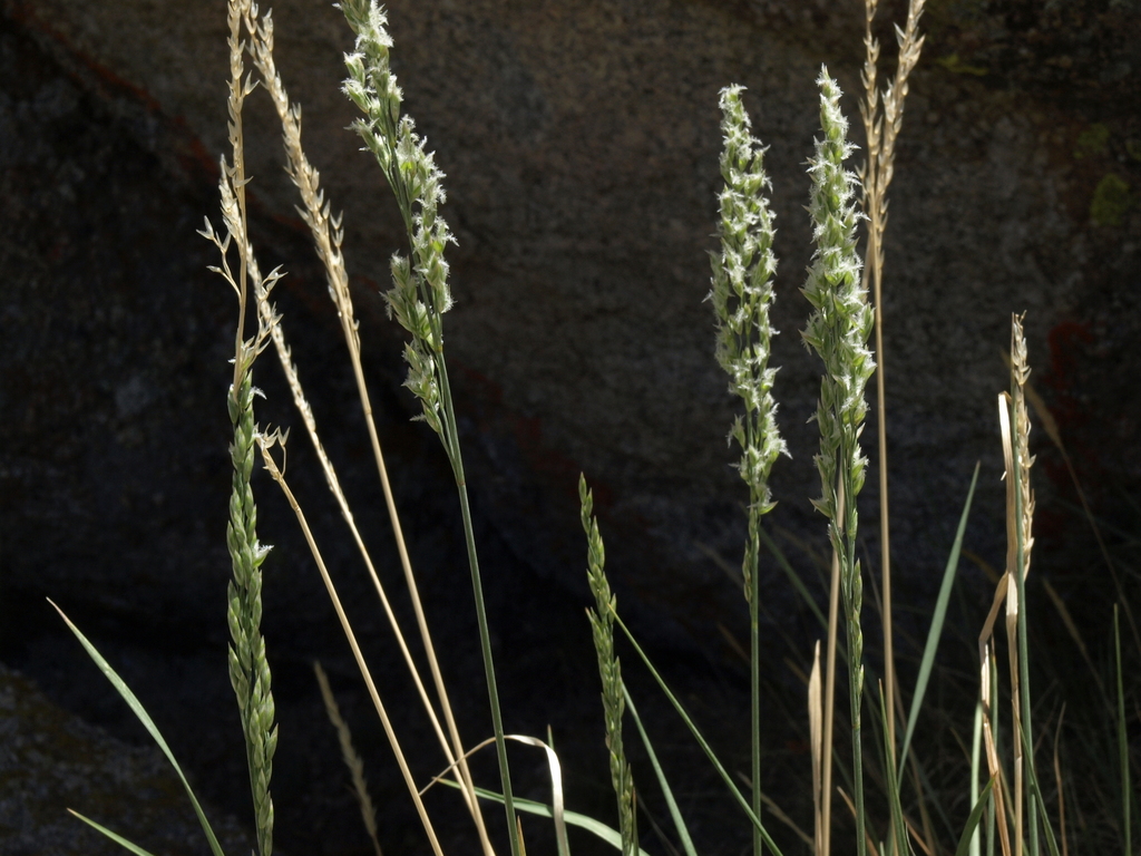 Spike Fescue (Native Grasses, Ferns, and Mosses of Golden Gate Canyon ...
