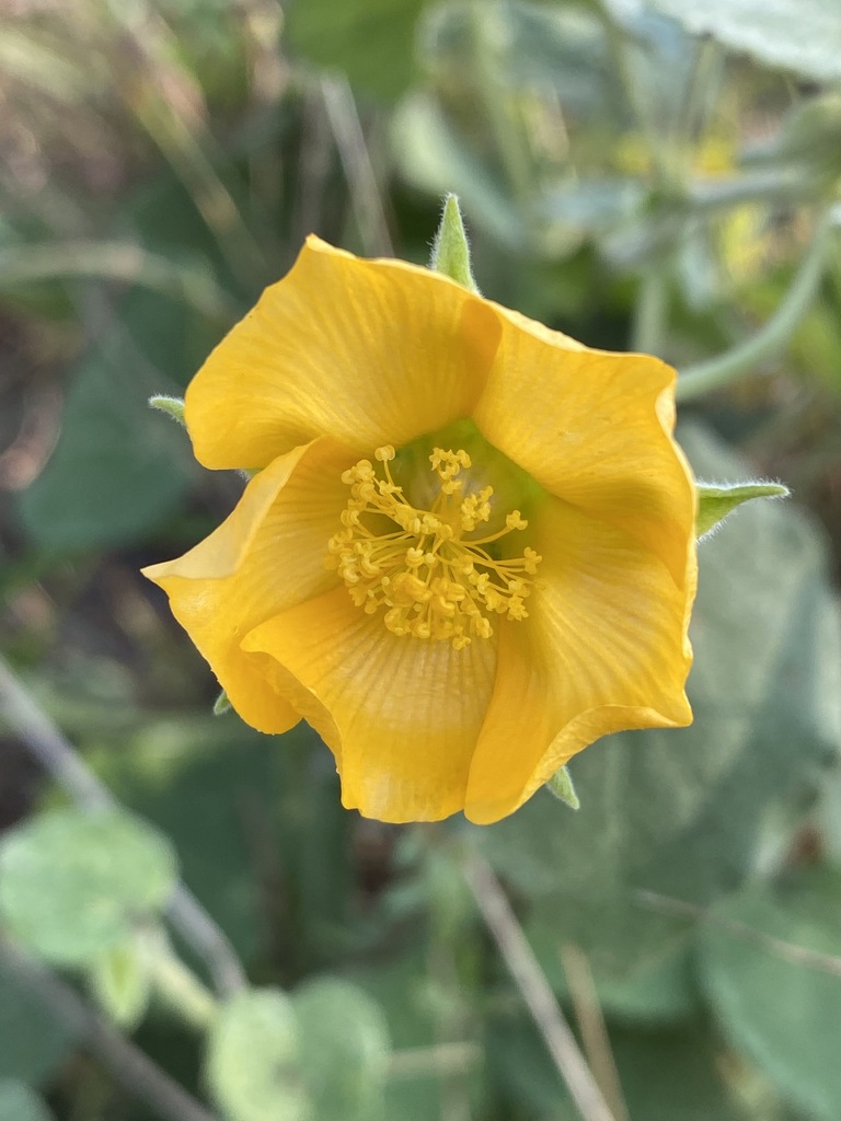 Monkey bush from Lubombo Region, Eswatini on June 2, 2021 at 01:39 PM ...