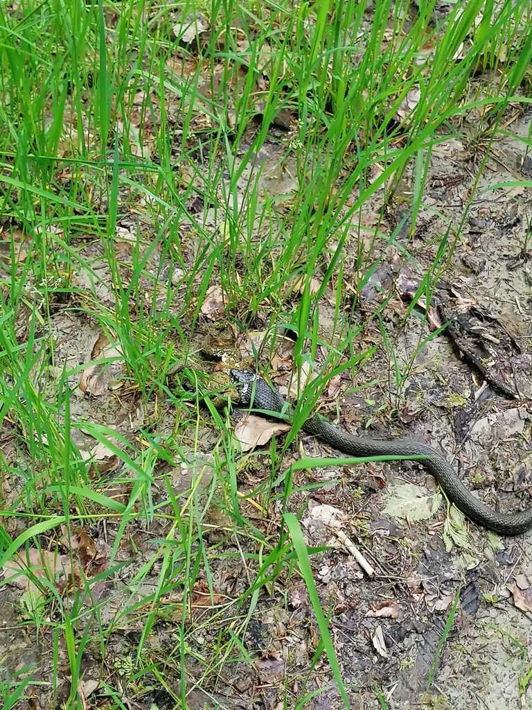 grass snake from Masivul Retezat, România on June 04, 2021 at 04:13 PM ...