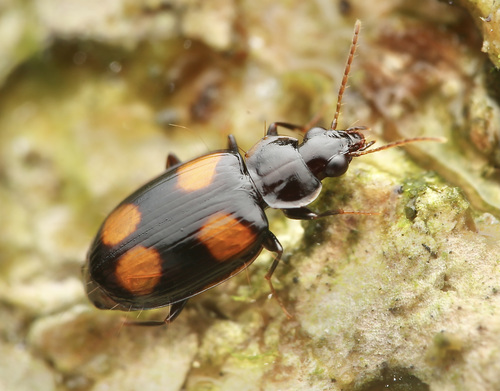 Dolichoctis tetracolon · iNaturalist Mexico