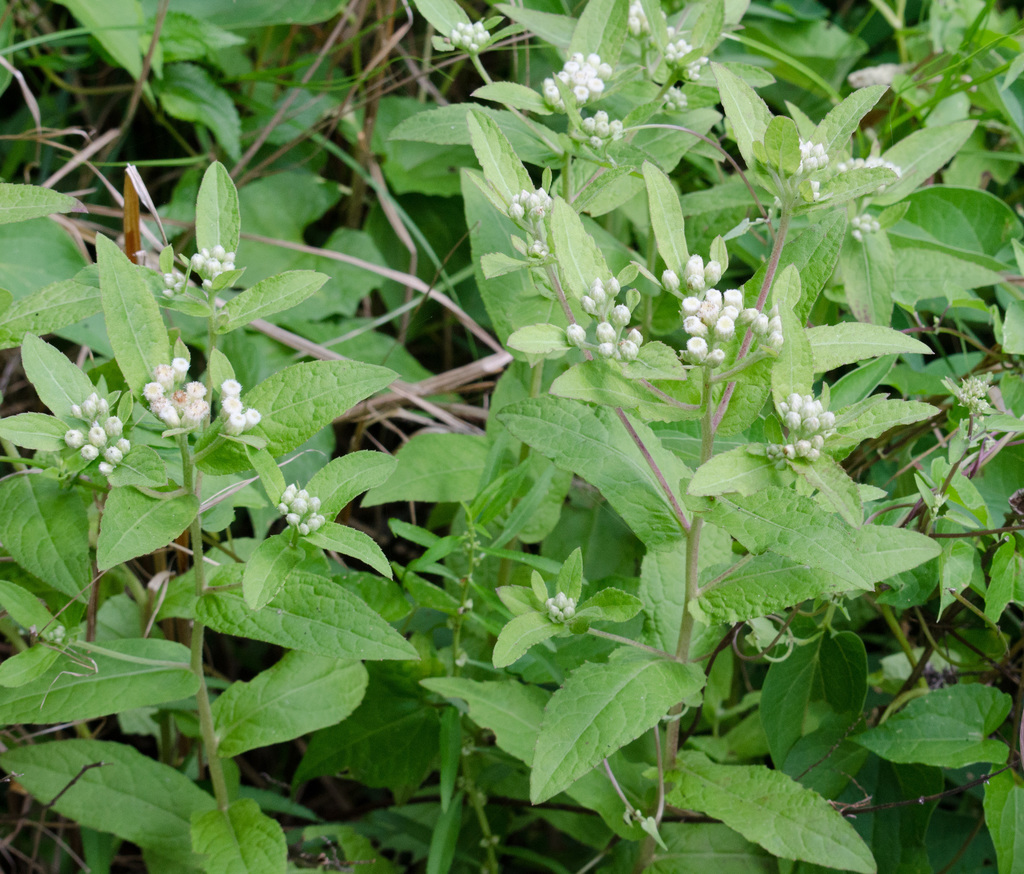 stinking camphorweed (GTM Research Reserve Flowering Plant Guide ...