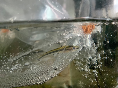 Shadow Catfish (Hyalobagrus flavus) · iNaturalist