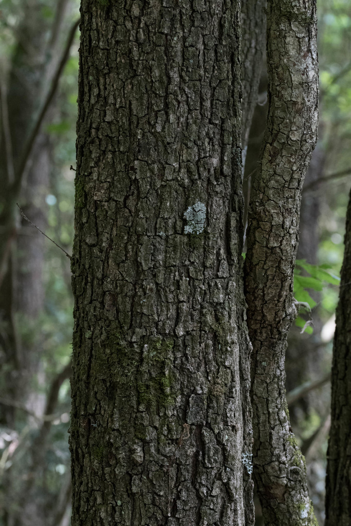 Mirbeck's oak (Quercus canariensis) - Botanical Realm