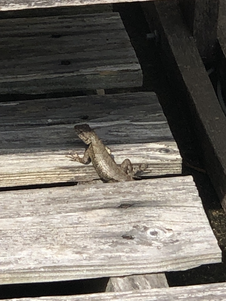Eastern Fence Lizard in June 2021 by andyroox · iNaturalist