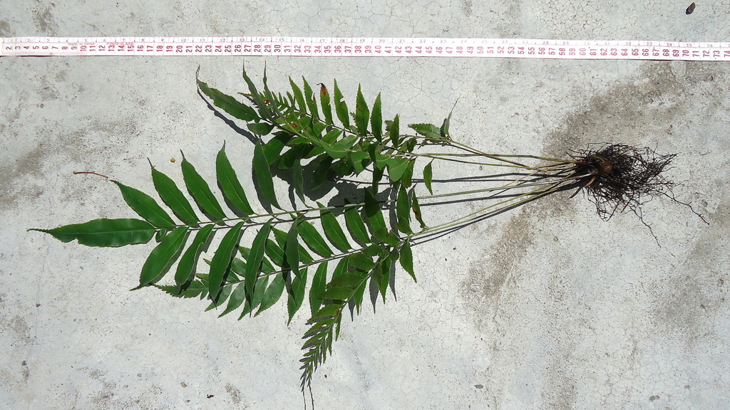 Metaxya rostrata (flora) · iNaturalist