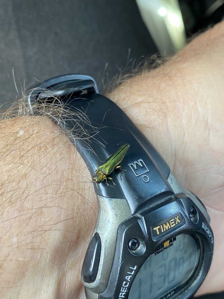 Emerald Ash Borer from Palm Beach International Airport, West Palm ...