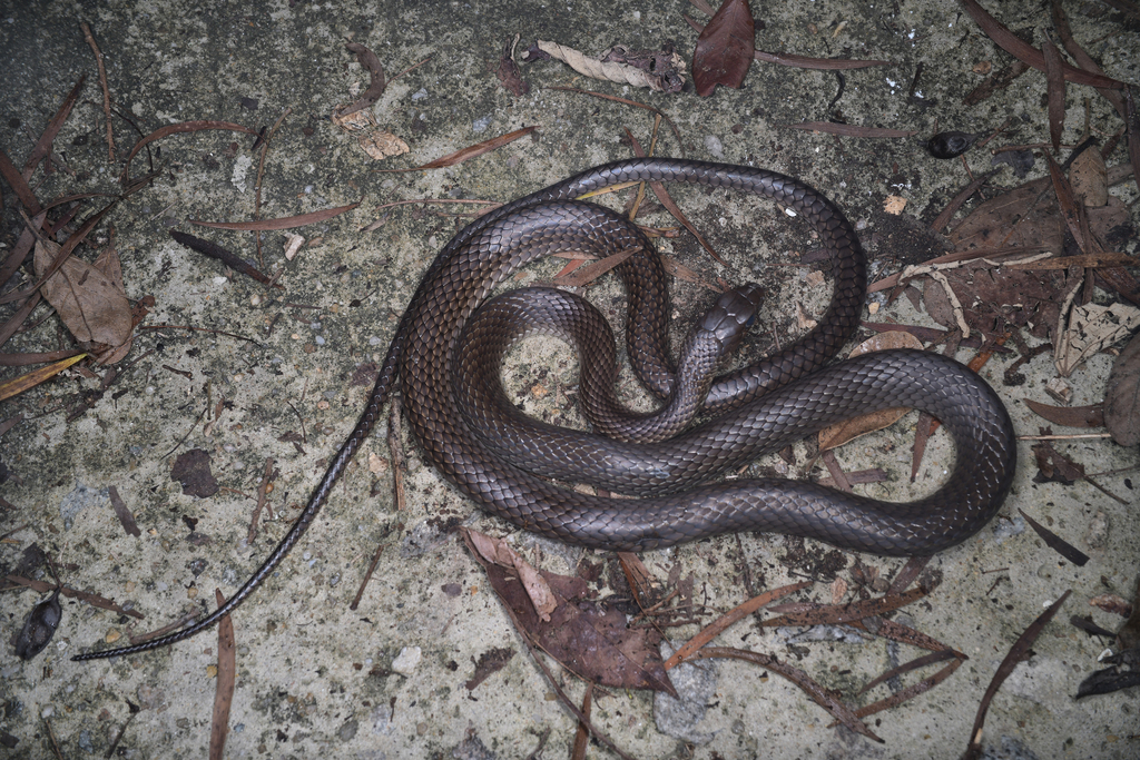 Indo-Chinese Rat Snake in June 2021 by ong-siau-kun · iNaturalist