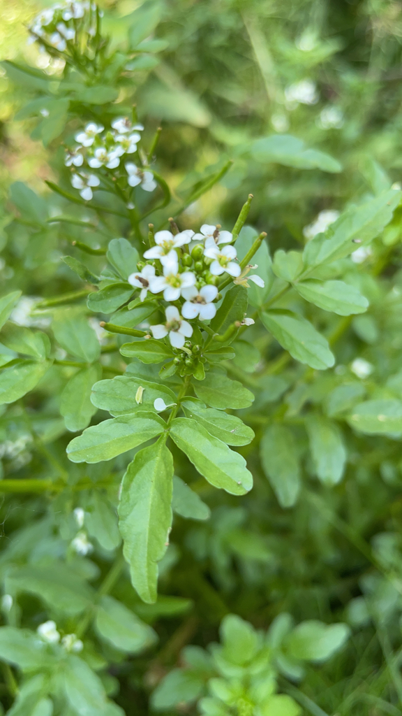 berro blanco (Plantas de Costa Rica asociadas a ecositemas de Humedal ...