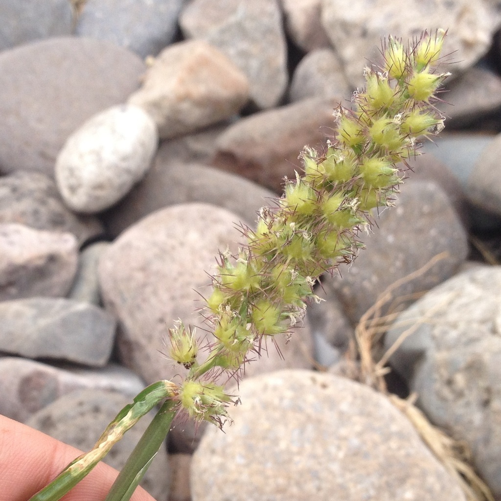 Southern Sandbur from Parque Industrial, 83118 Hermosillo, Son., México ...