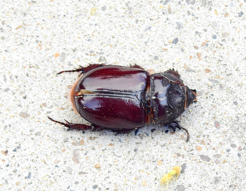 Aloeus Ox Beetle from Santa Ana National Wildlife Refuge Visitor Center ...