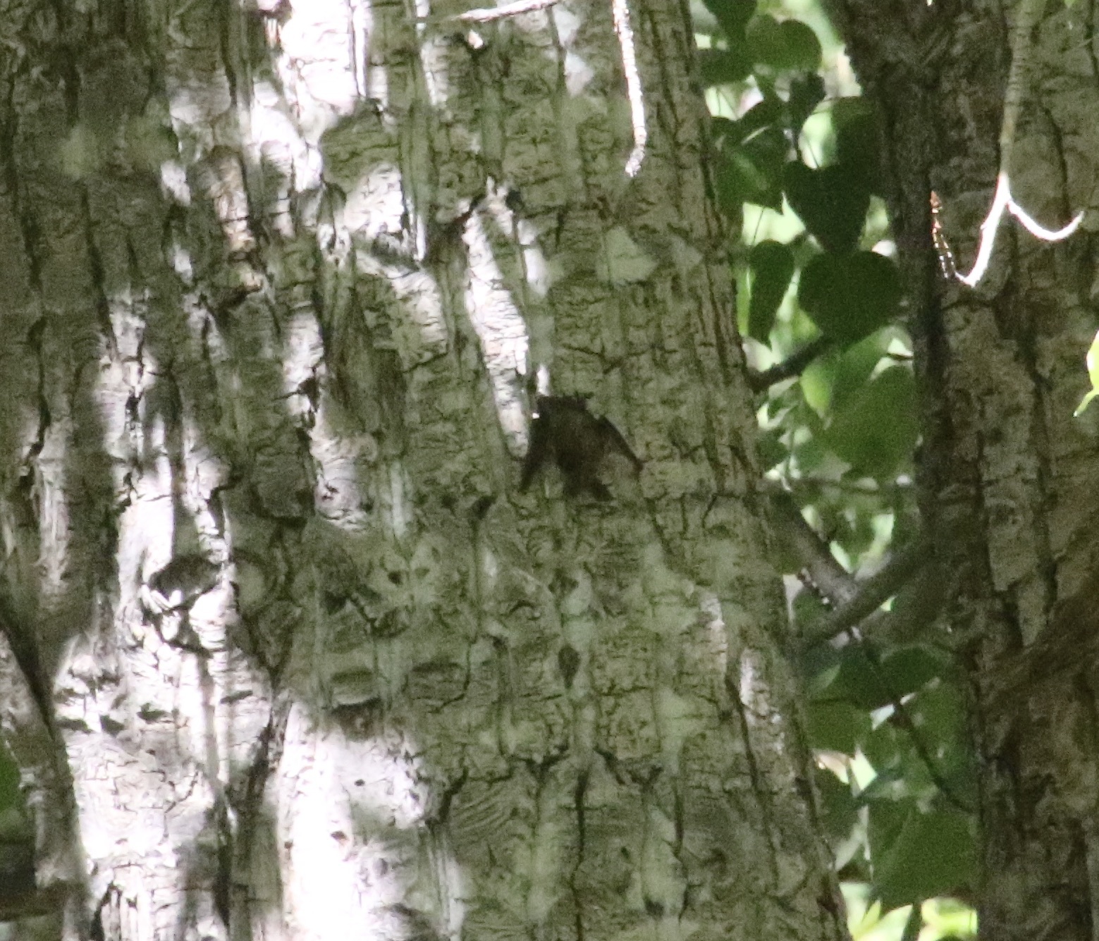 Myotis evotis (H.Allen, 1864)