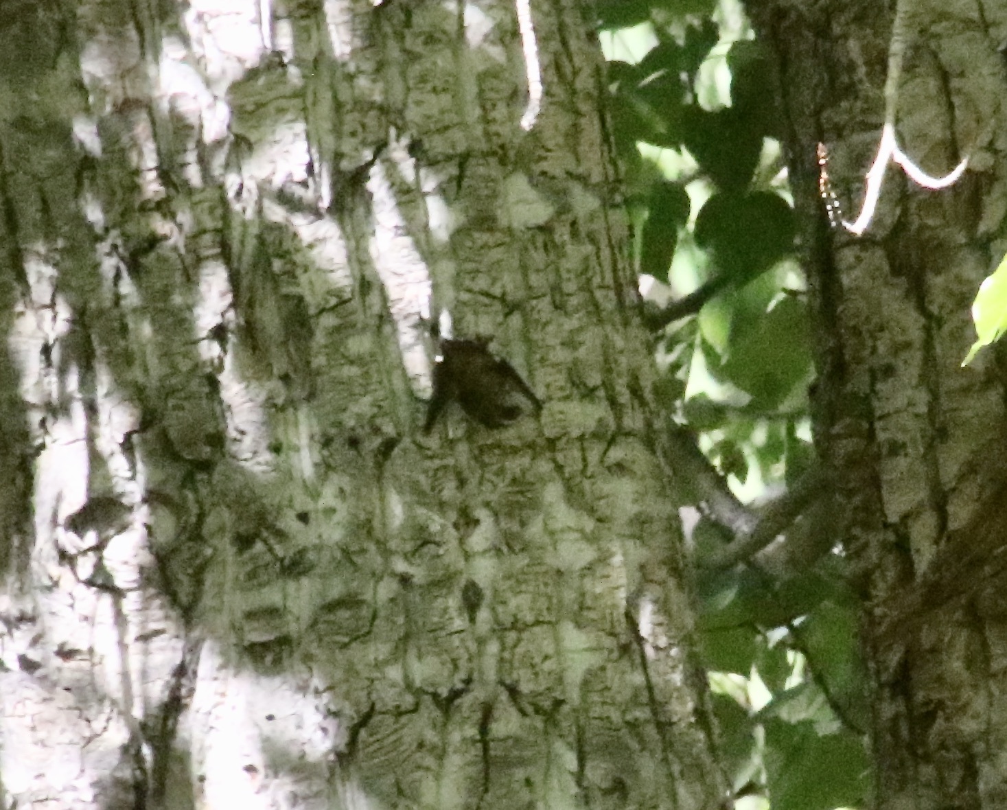 Myotis evotis (H.Allen, 1864)