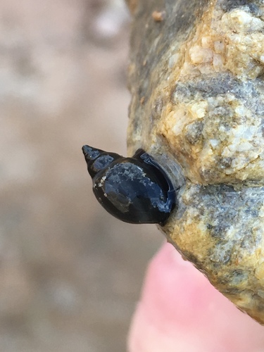 Protean Physa (Physella virgata) · iNaturalist