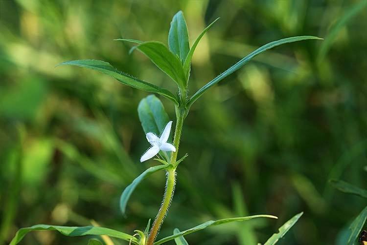 Virginia Buttonweed (MatBio: HERBS IN FRESHWATER HABITATS - Matanzas ...