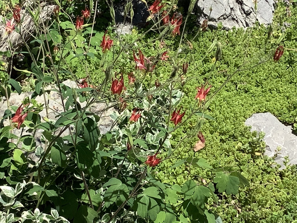 red columbine from Dunbarton Ct, Ottawa, ON K1K, Canada on June 10 ...