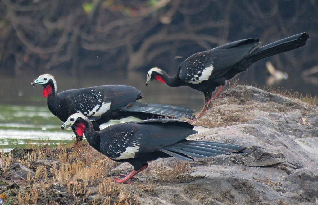 Piping-Guans (Pipile) - Avian Discovery