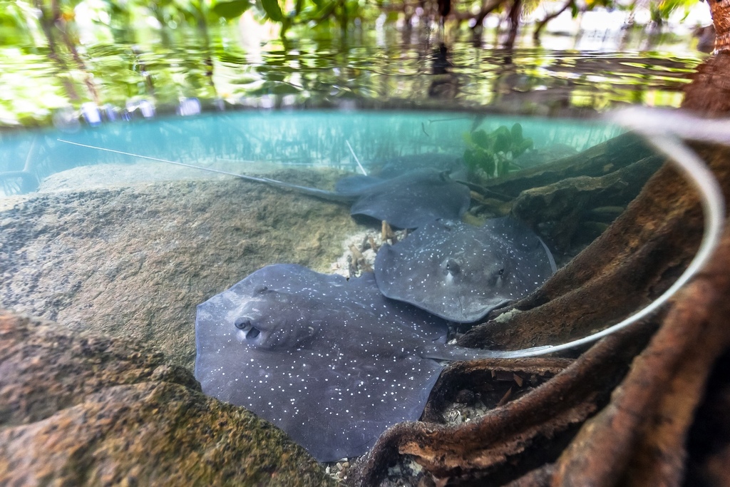 Mangrove Whipray (Urogymnus granulatus) - Marine Life Identification