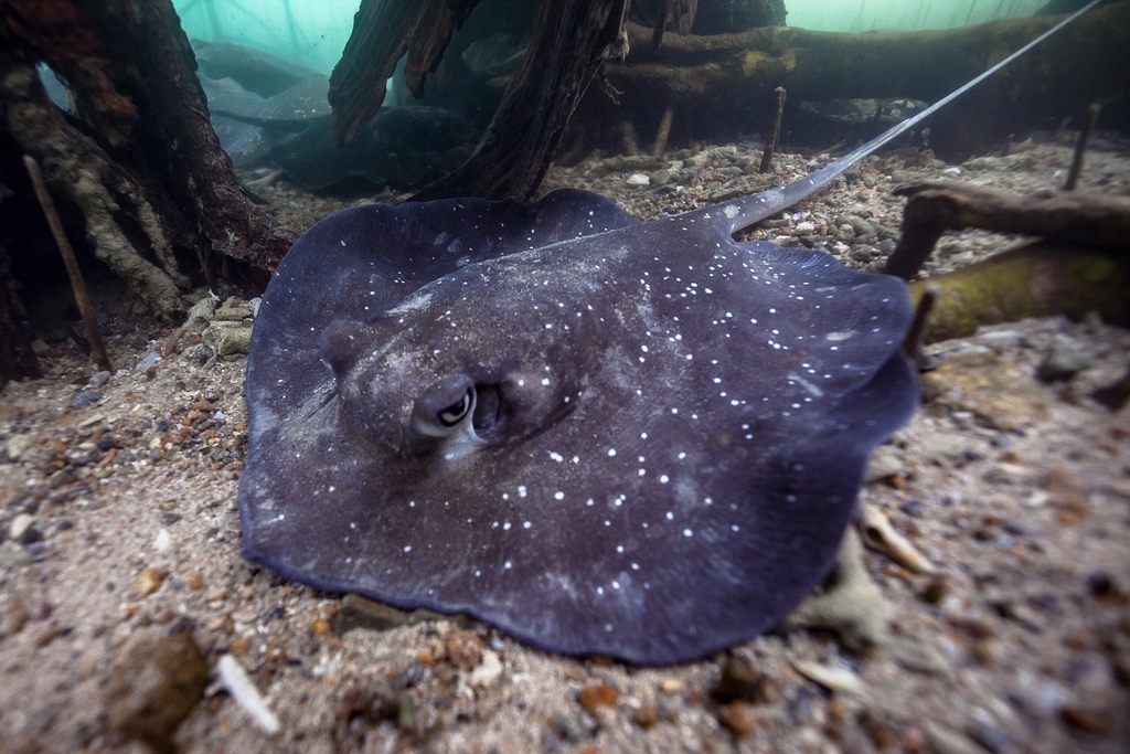 Mangrove Whipray (Urogymnus granulatus) - Marine Life Identification