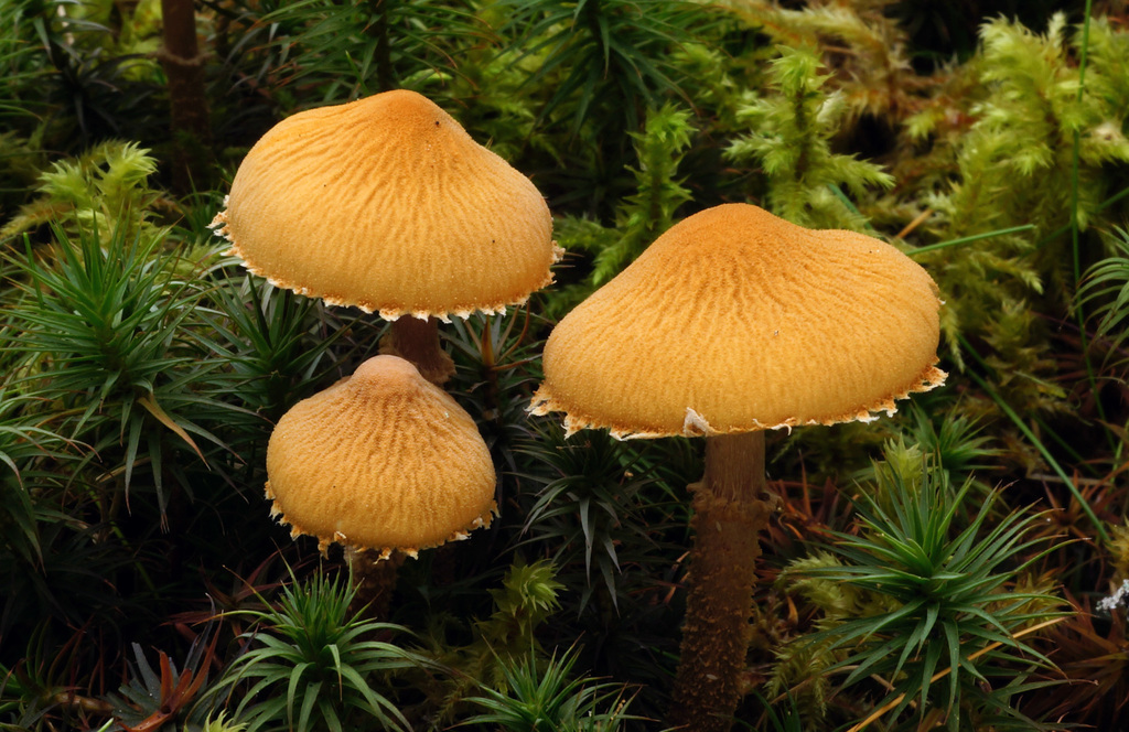 Cystoderma amianthinum (Guía general de Macrohongos de Costa Rica ...