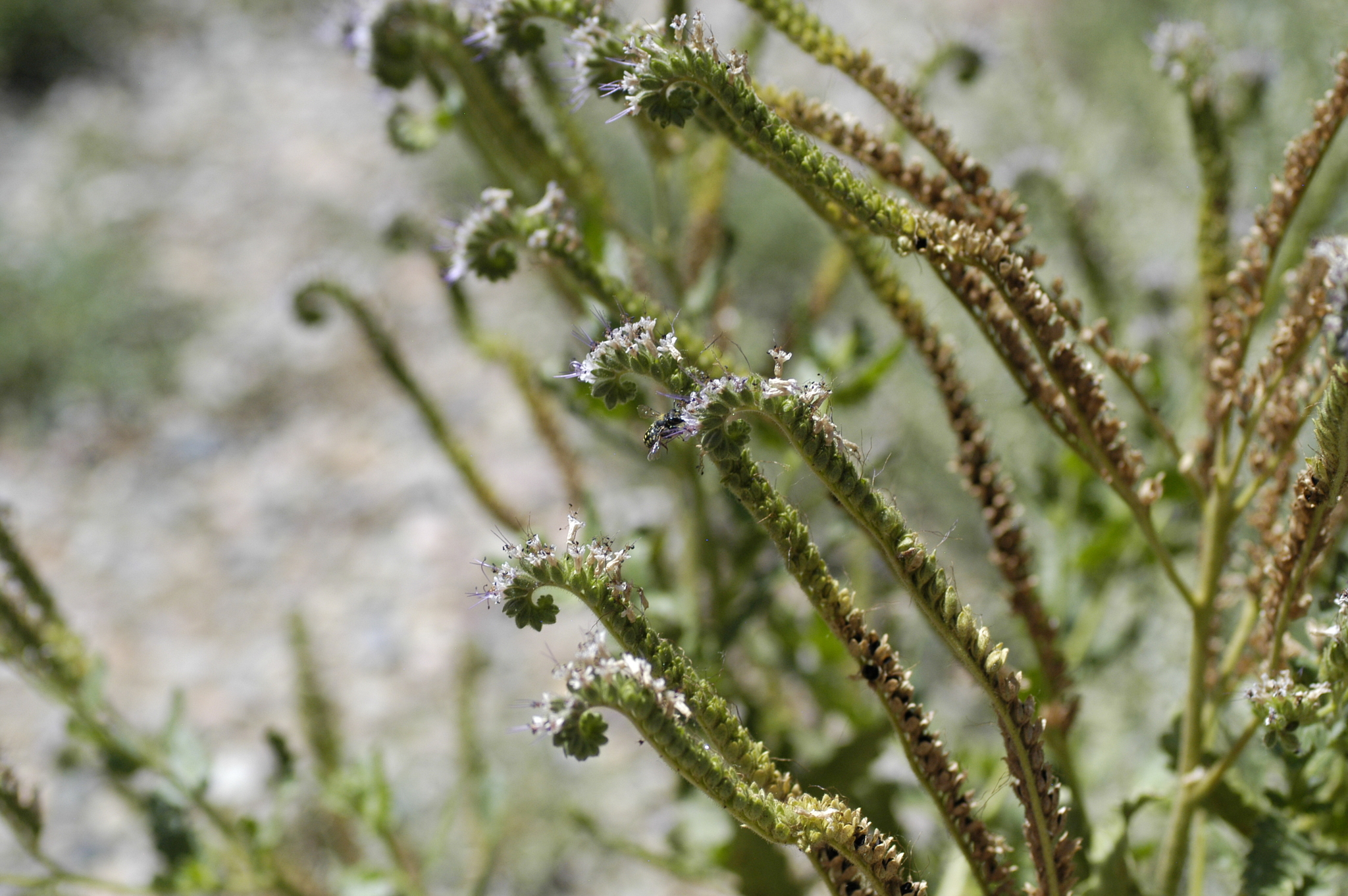 Anthidium maculosum Cresson, 1878