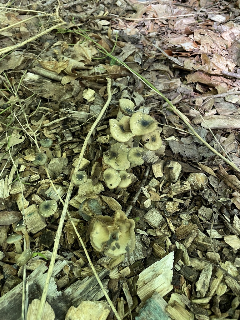 Psychedelic Ovoid Mushroom from Bartlett Arboretum and Gardens ...