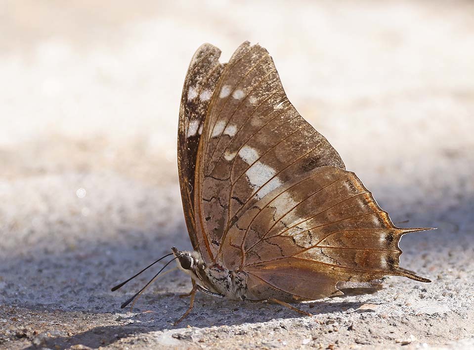 Charaxes viola Butler, 1865