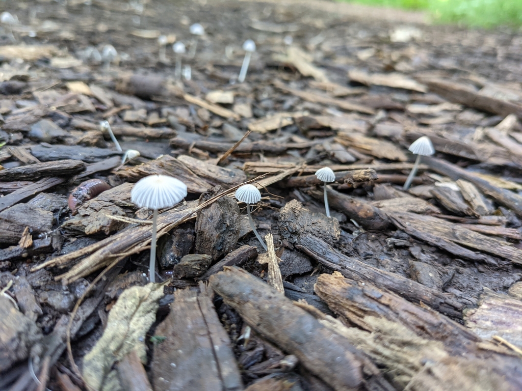 Narcissea from Kirkwood, MO 63122, USA on June 10, 2021 at 10:35 AM by ...