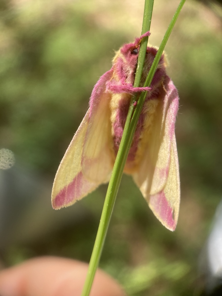 Rosy Maple Moth from Plains Rd, Freedom, NH, US on June 10, 2021 at 11: ...