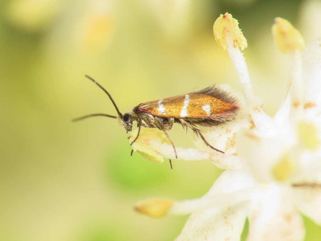 Micropterix from Provincia di Teramo, Italia on June 10, 2021 at 10:19 ...
