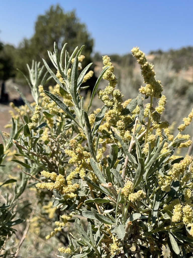 Fourwing Saltbush (Poshuouinge) · iNaturalist