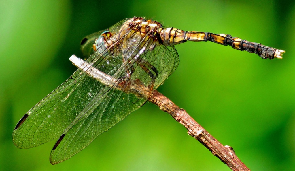 Northern Julia Skimmer (Odonata of Kenya) · iNaturalist
