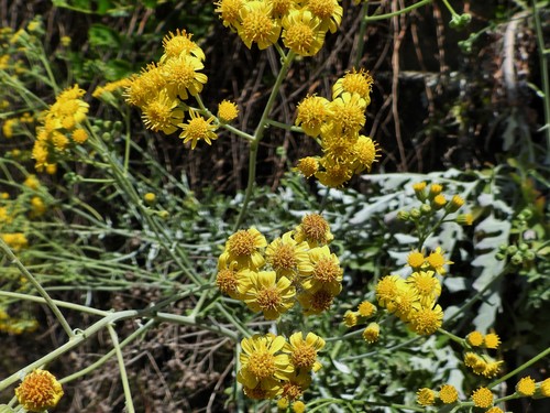 Subspecies Jacobaea maritima sicula · iNaturalist