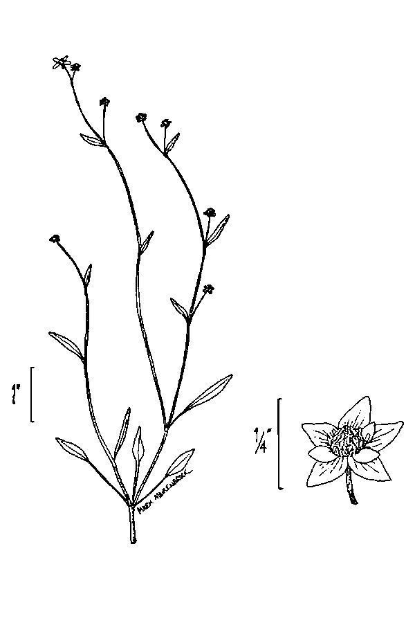 low spearwort (GTM Research Reserve Flowering Plant Guide) · iNaturalist