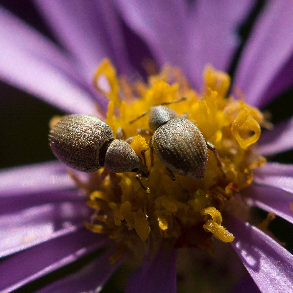 Broad-nosed Weevils from Kommetjie, Cape Town, South Africa on October ...