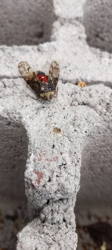 Chilobia melinae · iNaturalist